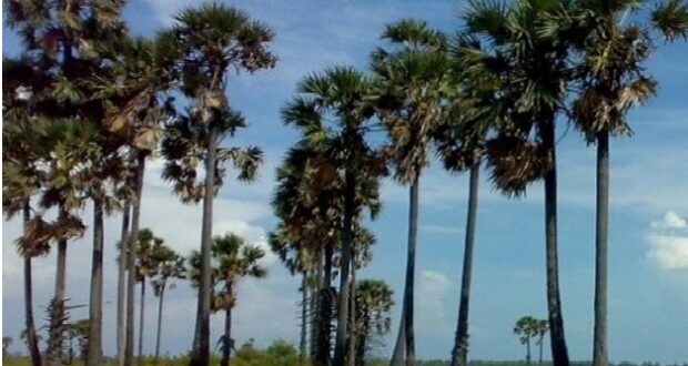 Odisha government plans to plant at least 20 lakh palm trees to reduce ...